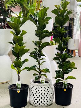 Ficus Bambino | My Plant Oasis
