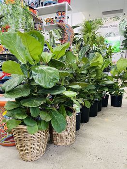 Ficus Lyrata - 200mm | My Plant Oasis