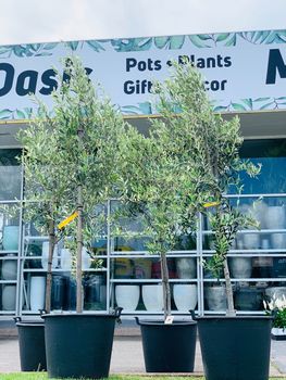 Giant Olive Tree