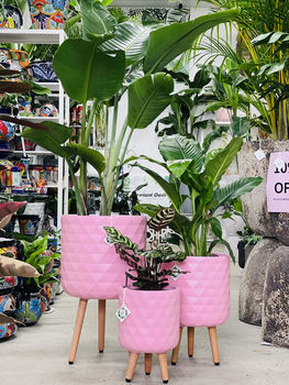 Pink Diamond Tripod | My Plant Oasis