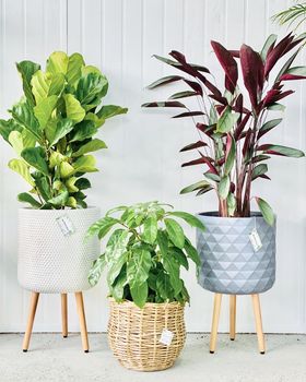 Pots and Planters | My Plant Oasis